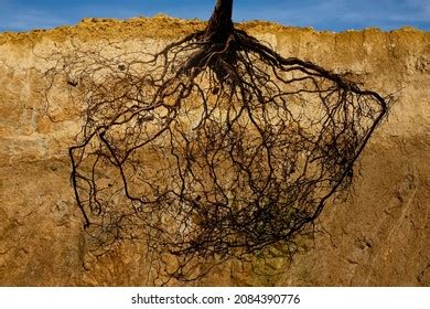 Tree Roots Soil Different Layers Close Stock Photo Shutterstock
