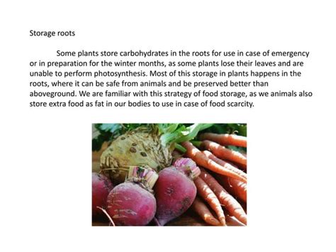 Modification Of Rootpptx