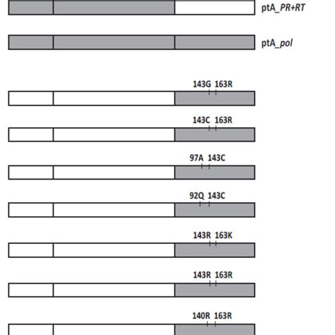 A Schematic Representation Of Recombinant Viral Vectors Used In