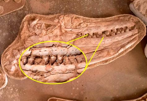 Scientists Discover Fossils Of Giant Sea Lizard Geology In