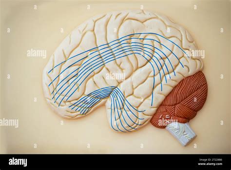 Model Of The Human Brain For Teaching In The Medical Class The