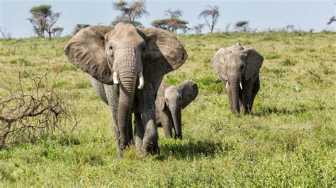 The Murder Of A Beloved Anti Poaching Crusader Steels The Resolve Of