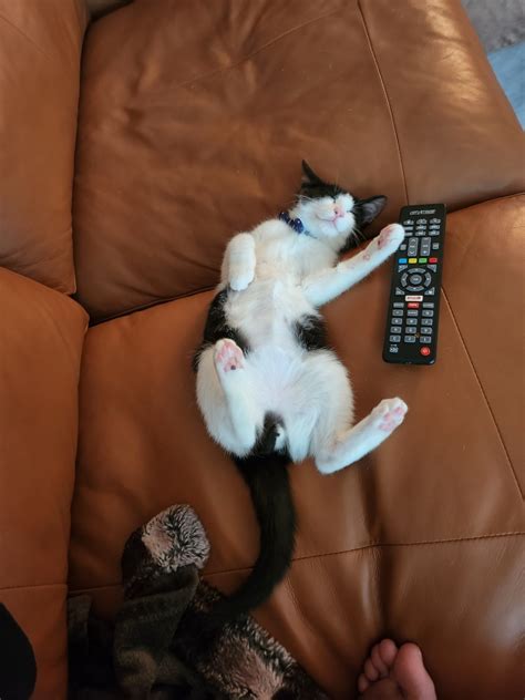 코리안숏헤어 빅터 고양이 책임분양 ️입양완료 강아지•고양이입양 강아지보호소 고양이보호소 무료분양 아이조아보호소