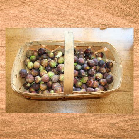 What To Do With Fresh Figs Home Garden Joy