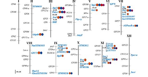 Map Positions Of Genotyped Loci And Marker Trait Associations Potato Download Scientific