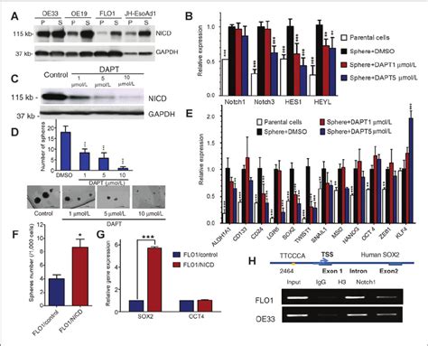 Csc Marker Genes Are Sensitive To Notch Signaling Inhibition A Download Scientific Diagram
