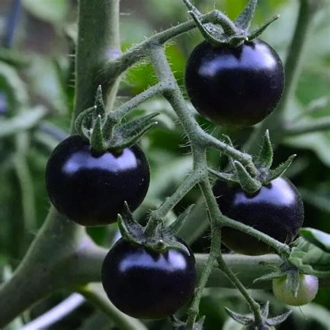 100 Rare Black Cherry Tomato Seeds Sweet Heirloom High Yield In 2025