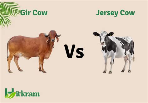 Gir Cow Hitkarm