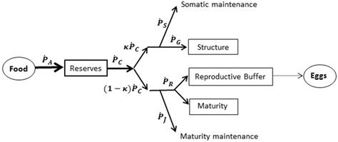 Schematic Representation Of The Standard Deb Model Download Scientific Diagram
