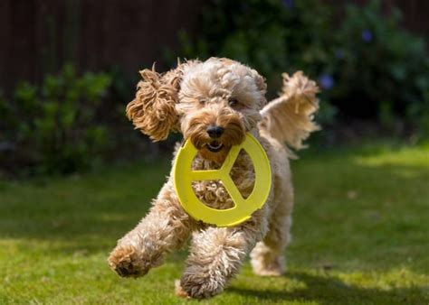 Cockapoo Breed Guide Temperament Training Health Issues