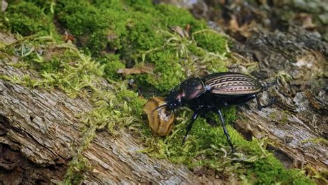 Ground Beetle Eating A Slug Alive R Natureismetal