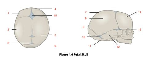 Fetal Skull Diagram Quizlet