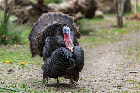 7 Heirloom Turkey Breeds Homestead Geek