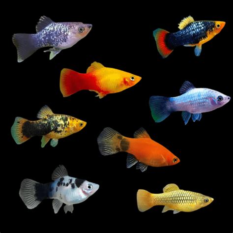 Assorted Platy Fish Xiphophorus Maculatus 3cm Sims Tropical Fish