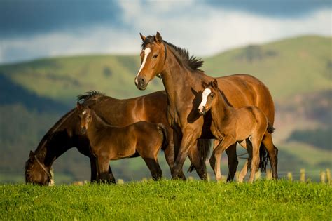 Project Snapshot Bacteriophage And Rhodococcus Equi Pneumonia Risk Agrifutures Australia