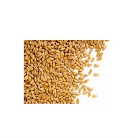 Wheat Testing At ₹ 1000sample In New Delhi Id 2853139627797