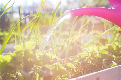 여름 더위에 농장에 야채 식물에 물을 뿌리는 것은 깡통으로 물을줍니다 원예 개념 침대 줄에서 자라는 농업 식물 경작지에 대한 스톡 사진 및 기타 이미지 Istock