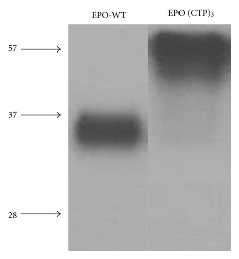 Expression Of Epo Wt And Epo Ctp 3 From Transfected Cho Cells Download Scientific Diagram