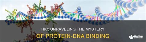 Hic Unraveling The Mystery Of Protein Dna Binding Medshun