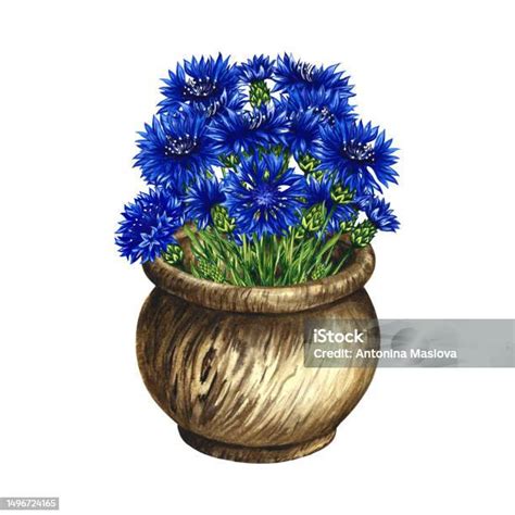 나무 냄비에 수레 국화 꽃다발입니다 수채화 손으로 그린 그림입니다 흰색 배경에 격리합니다 포장 라벨 배너 레이아웃 전단지 및