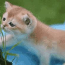 Kitten Cat Gif Kitten Cat Discover Share Gifs