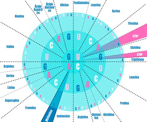 ¿qué Es El Código Genético El Blog De Genotipia