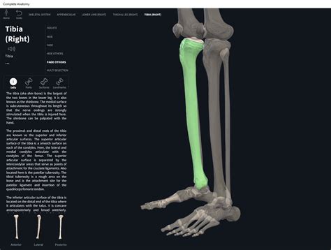 Bones Tibia Anatomy Physiology