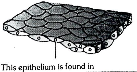 Histology Epithelial Anatomy Physiology