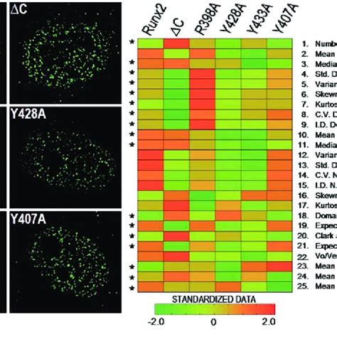 Mutation Of Nmts Alters The Interphase Runx Subnuclear Organization