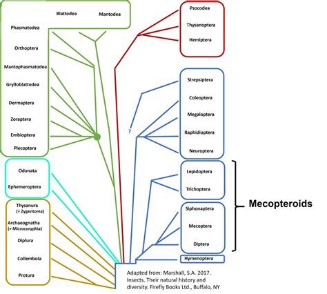 Introduction Unbc Biol 322 Entomology
