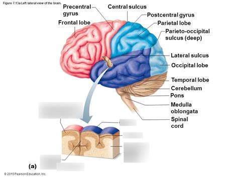 Left Lateral View Of The Brain Figure 713 Part 2 Diagram Quizlet