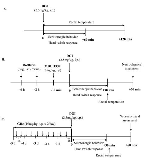 Schematic Representation Of Experimental Protocol For Investigating The