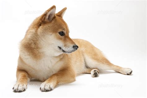柴犬 写真素材 1390612 フォトライブラリー photolibrary