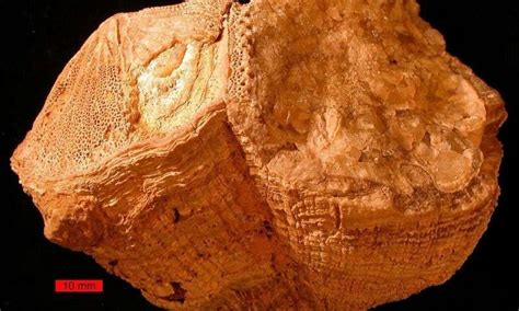 Ancient Shell Shows Days Were Half Hour Shorter Million Years Ago Science Technology