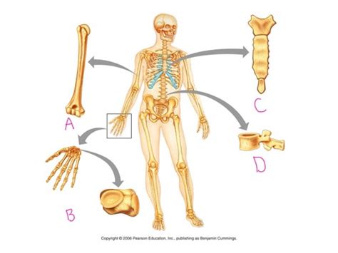 A P Lab Flashcards Quizlet