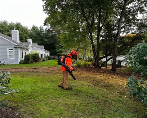 Top Notch Tree Removal Service South Shores Best Top Notch Tree