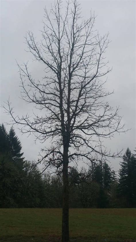 The Sex Tree By Evildogbum On Deviantart