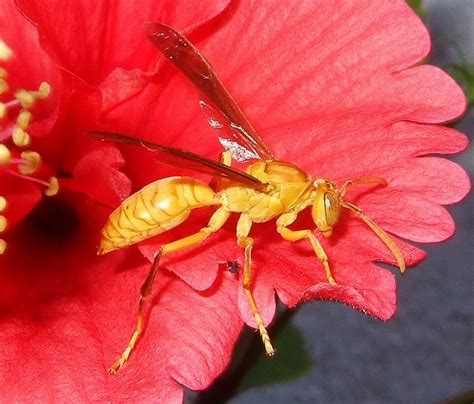 Yellow Paper Wasps Nature Cultural And Travel Photography Blog