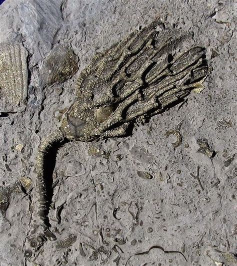 The Echinoblog Pyritized Fossils All That Glitters Is Not Gold