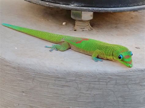 Gold Dust Day Gecko