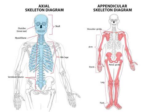 Appendicular Skeleton System Anatomy
