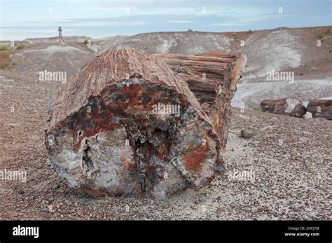 Fossilized Tree Trunks At The Crystal Forest Petrified Forest National Fossilized Tree Trunks At The Crystal Forest Petrified Forest National