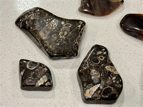 Looks Like Fossils Polished Like Jasper R Whatsthisrock