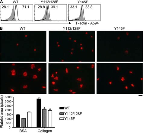 Effect Of Slp76 Mutations On Gpvi Induced F Actin Assembly And Platelet Download Scientific