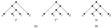 A Two Rooted Binary Phylogenetic Trees T And T 0 B A Download Scientific Diagram