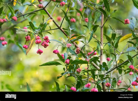 Spindle Euonymus Europaeus Tree Fruiting In October On A Nature