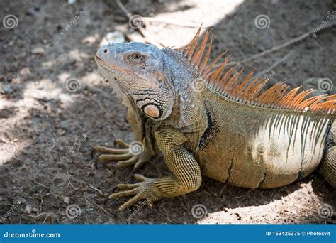 Stunning Nature Of Honduras Tropical Reptile Lizard Iguana In