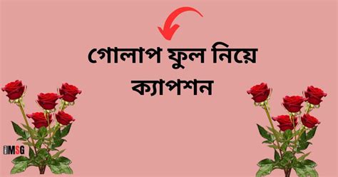 গোলাপ ফুল নিয়ে ক্যাপশন ২০২৪ গোলাপ নিয়ে উক্তি বাণী স্ট্যাটাস
