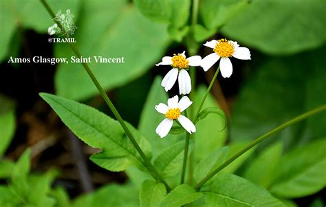 Bidens Pilosa Tramil