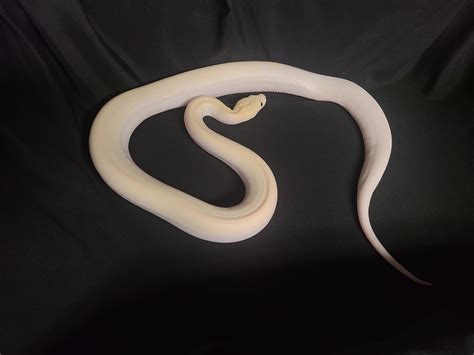 Hypo Burmese Python Traits Morphpedia